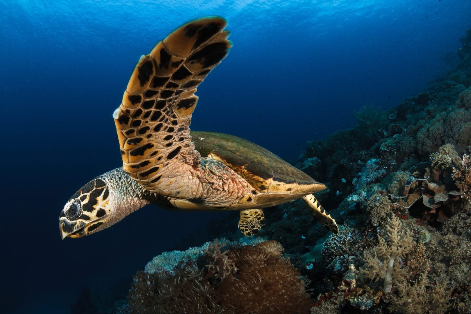 The Most Iconic Marine Animals You'll See Diving In Bohol