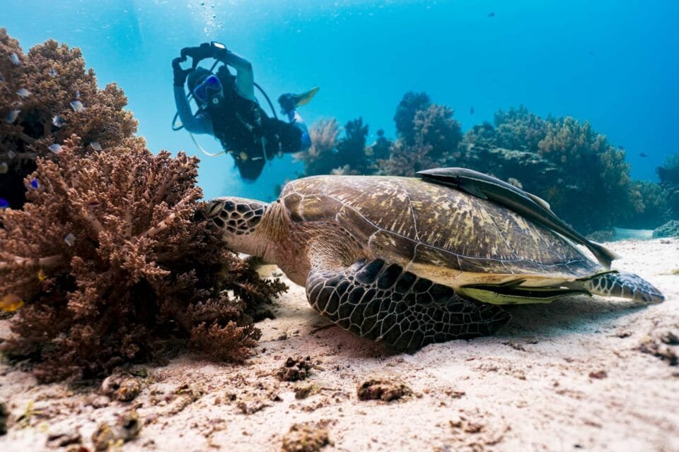 The Ultimate Guide To Diving Balicasag Island | SM Divers